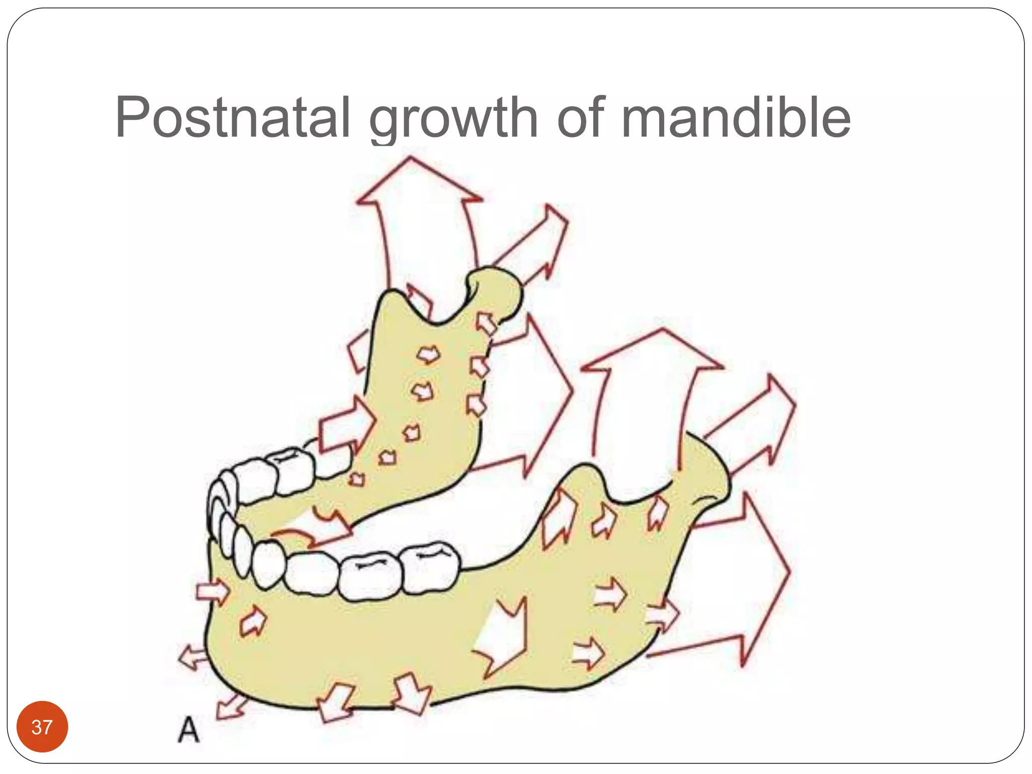 prenatal and post natal growth of mandible | PPTX