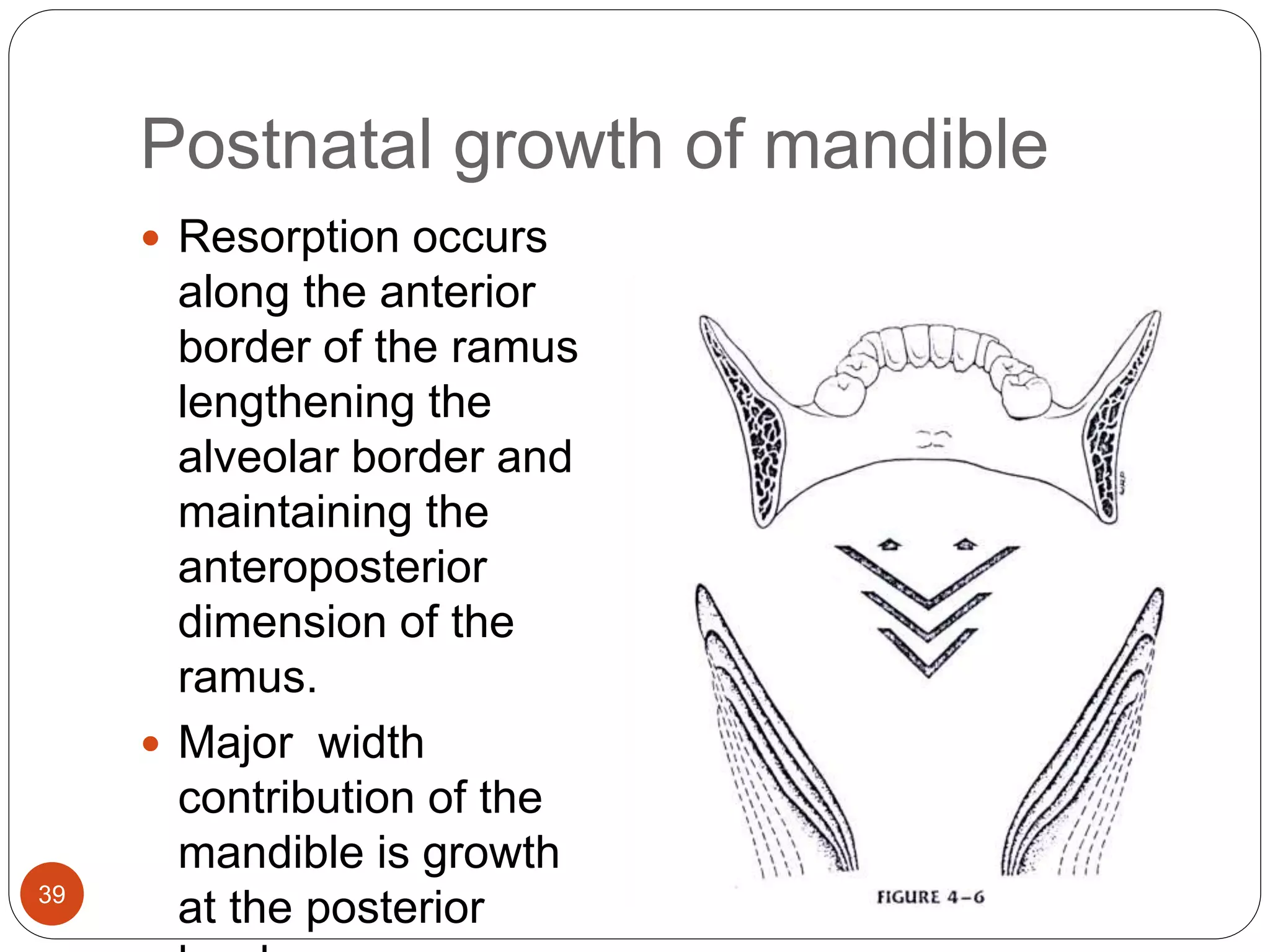 prenatal and post natal growth of mandible | PPTX