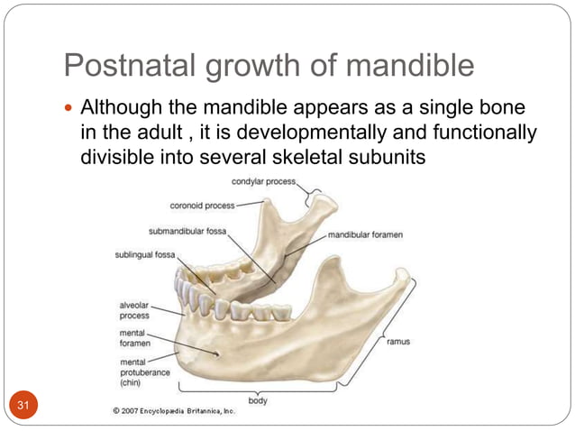prenatal and post natal growth of mandible | PPTX