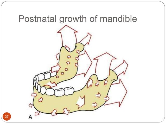 prenatal and post natal growth of mandible | PPTX