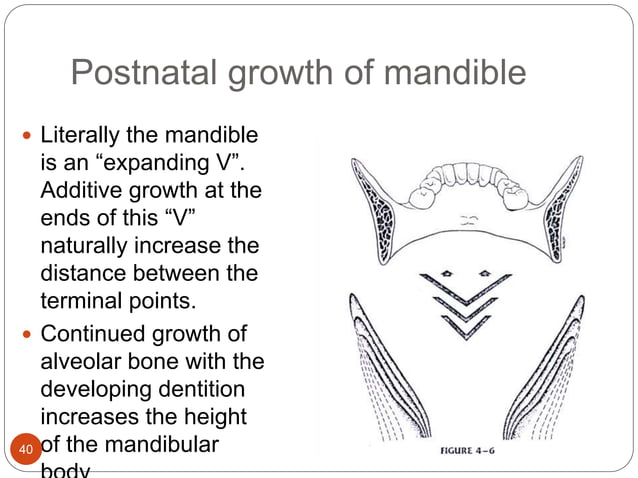prenatal and post natal growth of mandible | PPTX