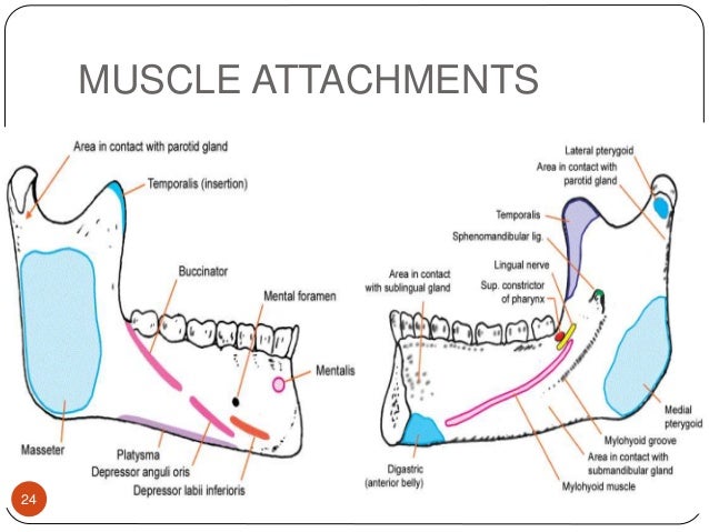 Mandible Muscle Attachments