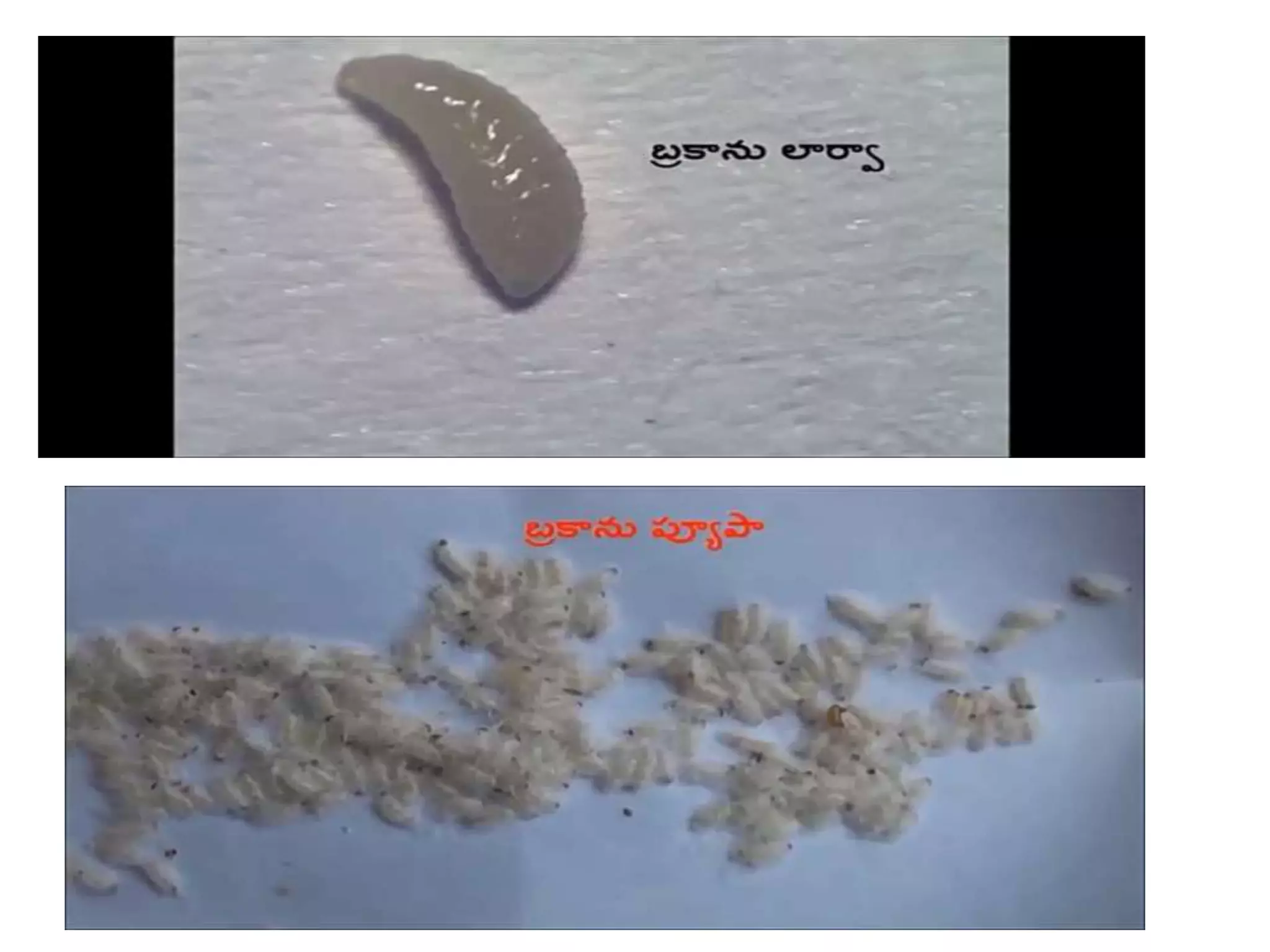 biological control through parasites and parasitoids in organic farming ...
