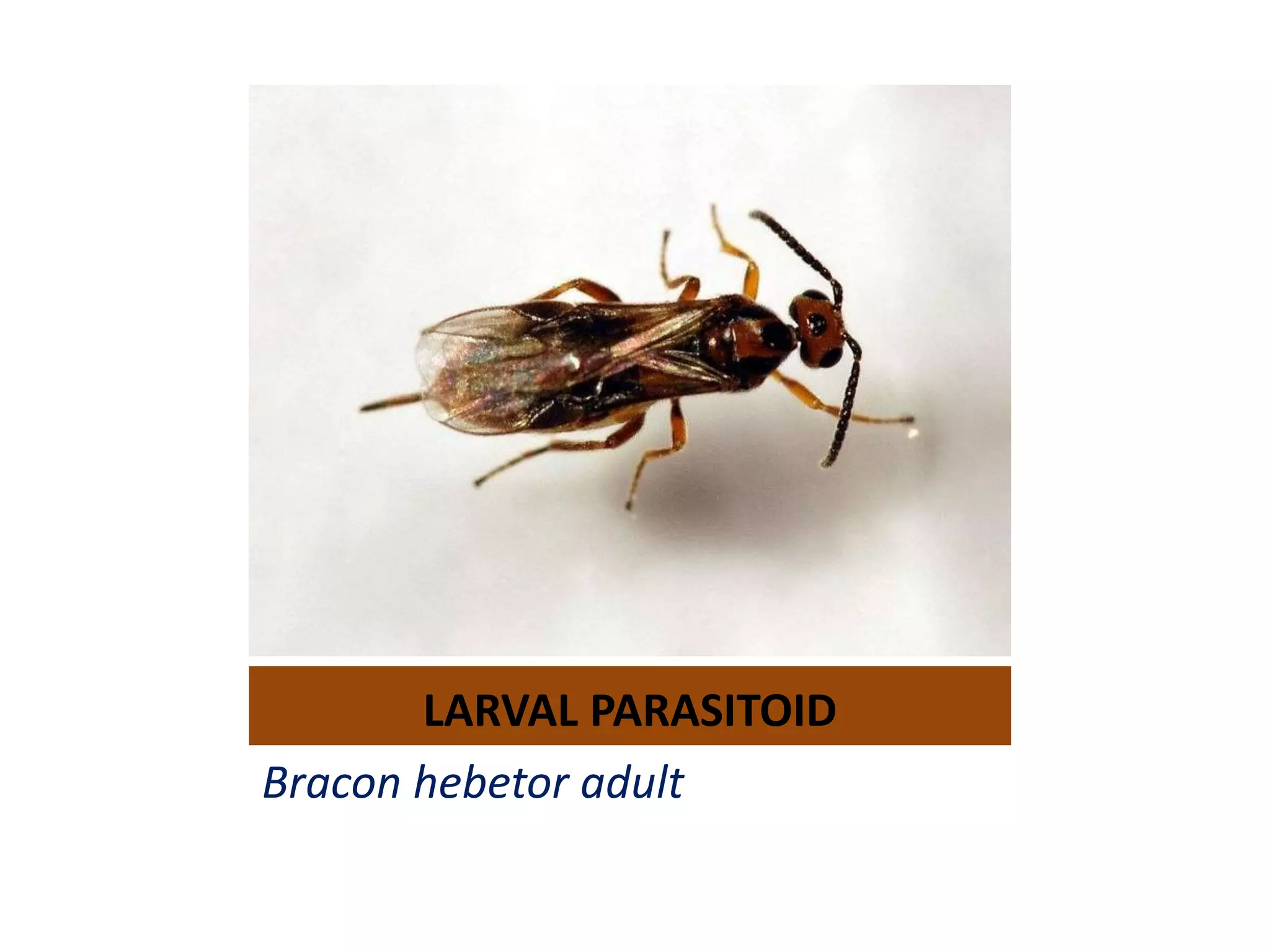 biological control through parasites and parasitoids in organic farming ...