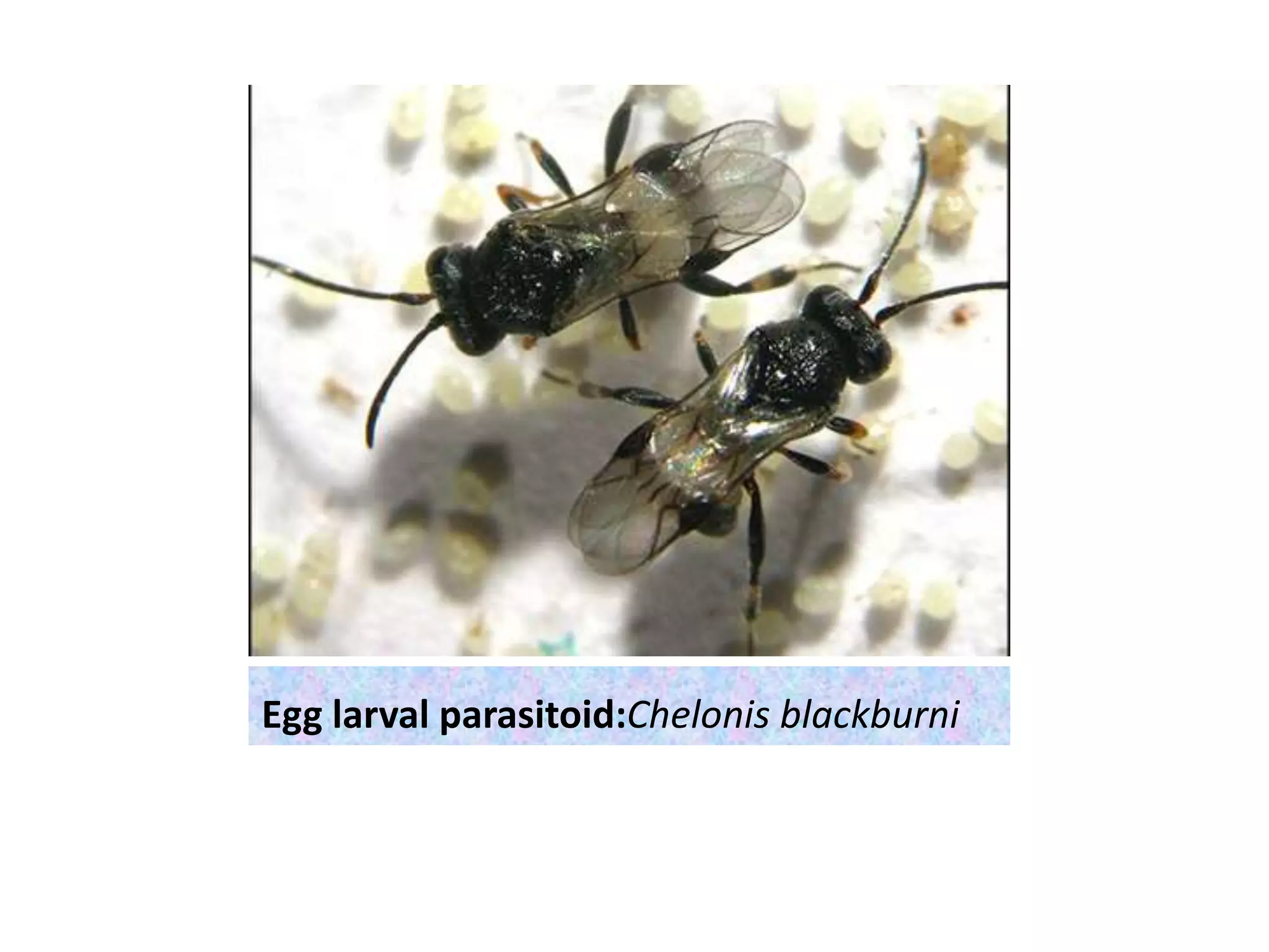 biological control through parasites and parasitoids in organic farming ...