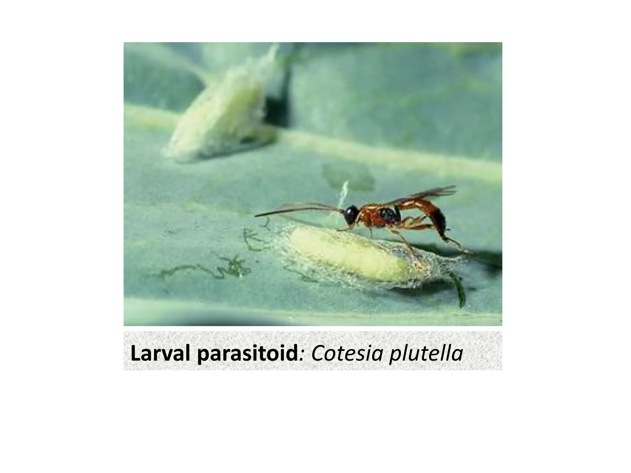 biological control through parasites and parasitoids in organic farming ...