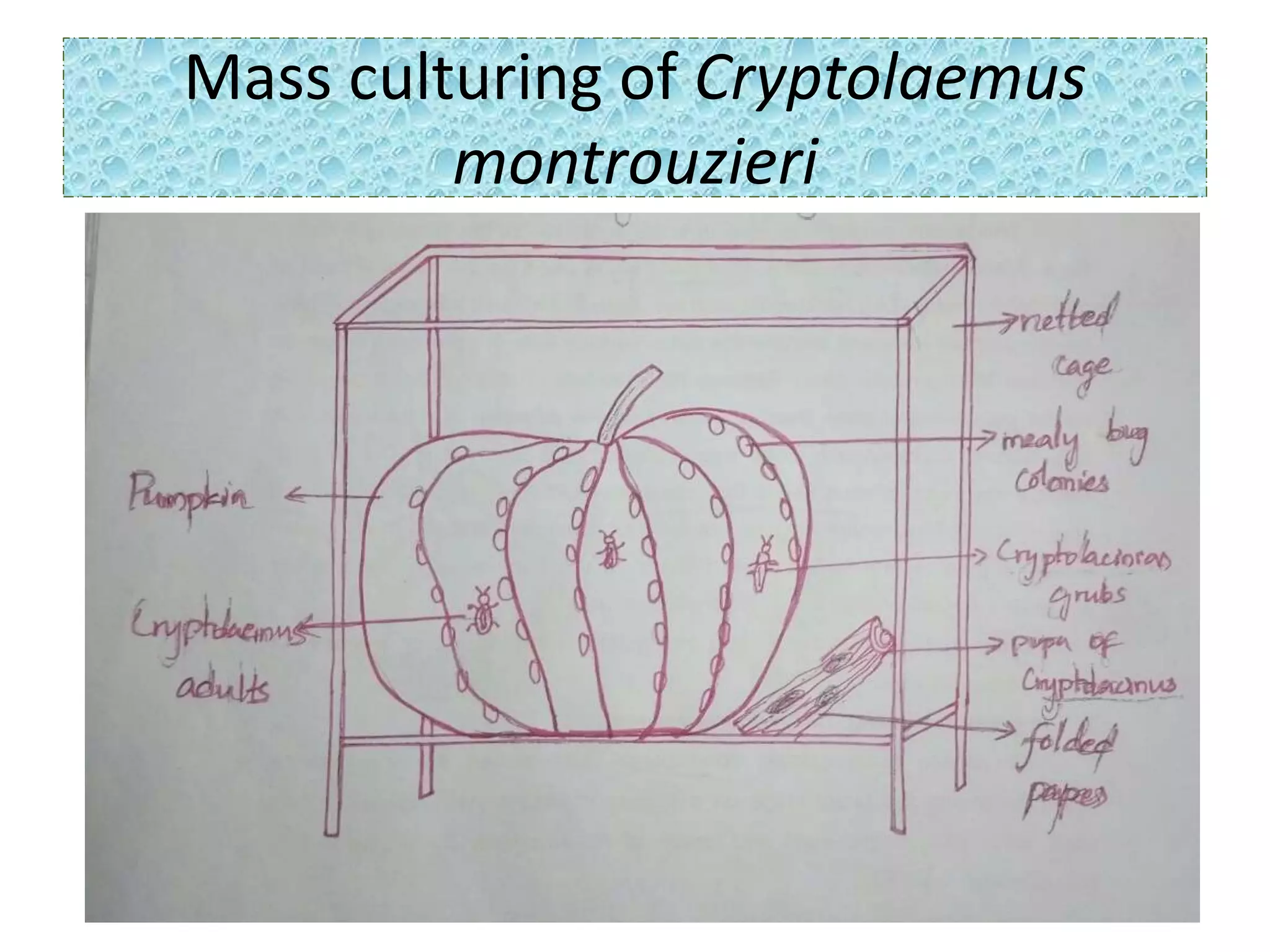biological control through parasites and parasitoids in organic farming ...