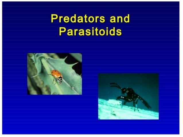 biological control through parasites and parasitoids in organic farming ...