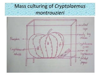 biological control through parasites and parasitoids in organic farming ...