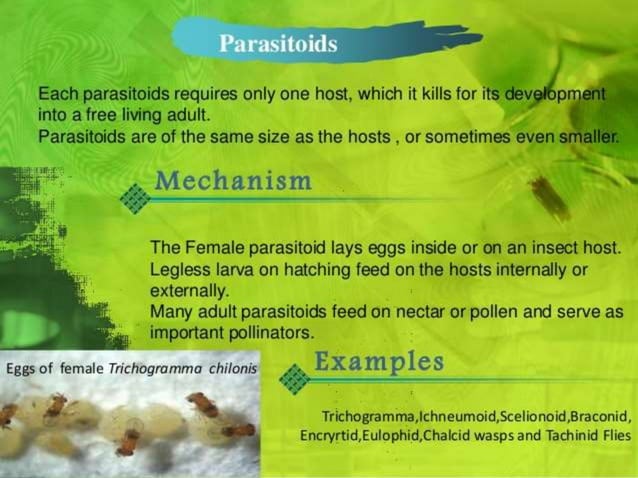 biological control through parasites and parasitoids in organic farming ...