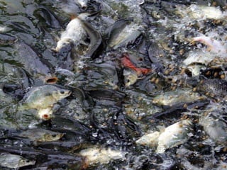 Comprehensive Guide to Warmwater Fish Farming Methods and Species | PDF