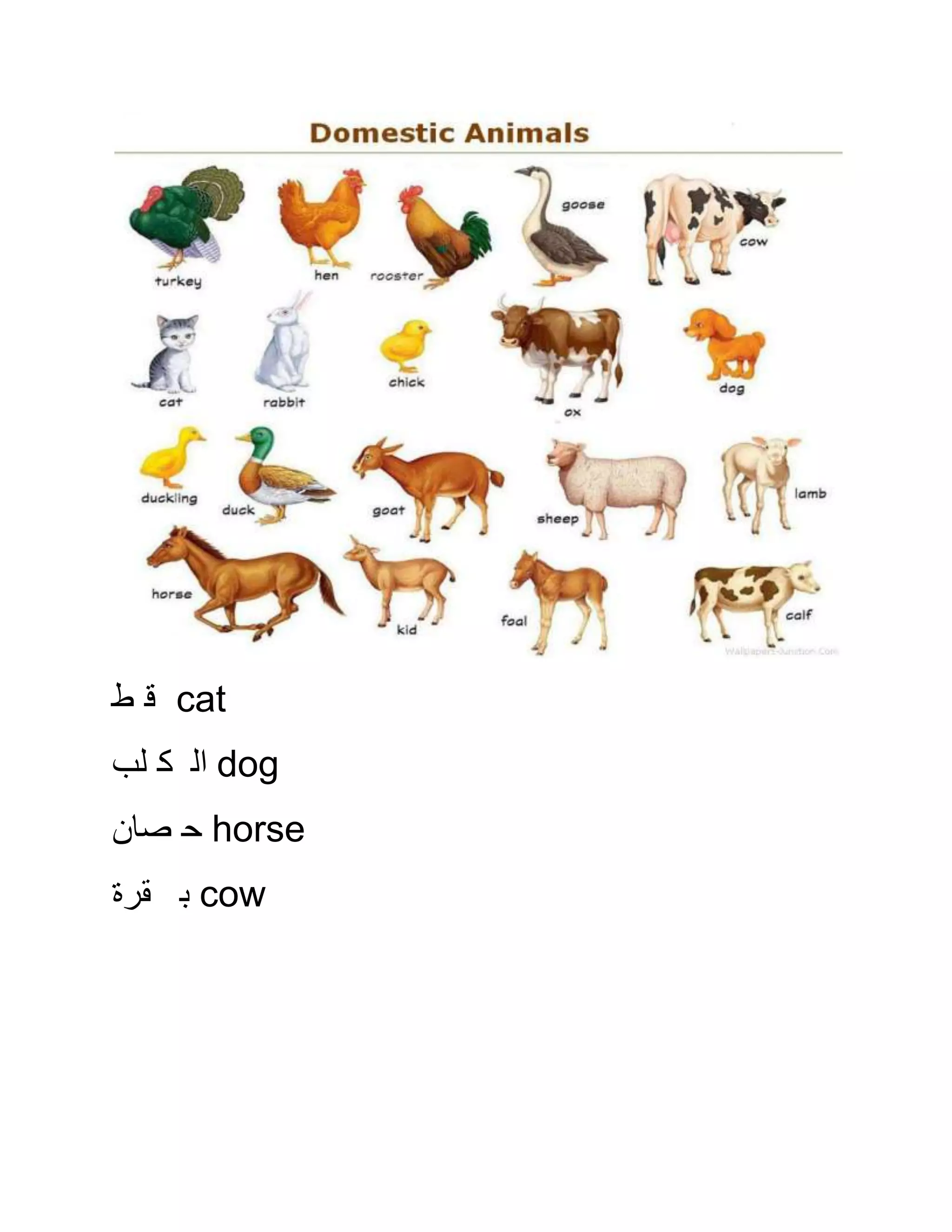 Mahi arabic holiday homework | DOCX