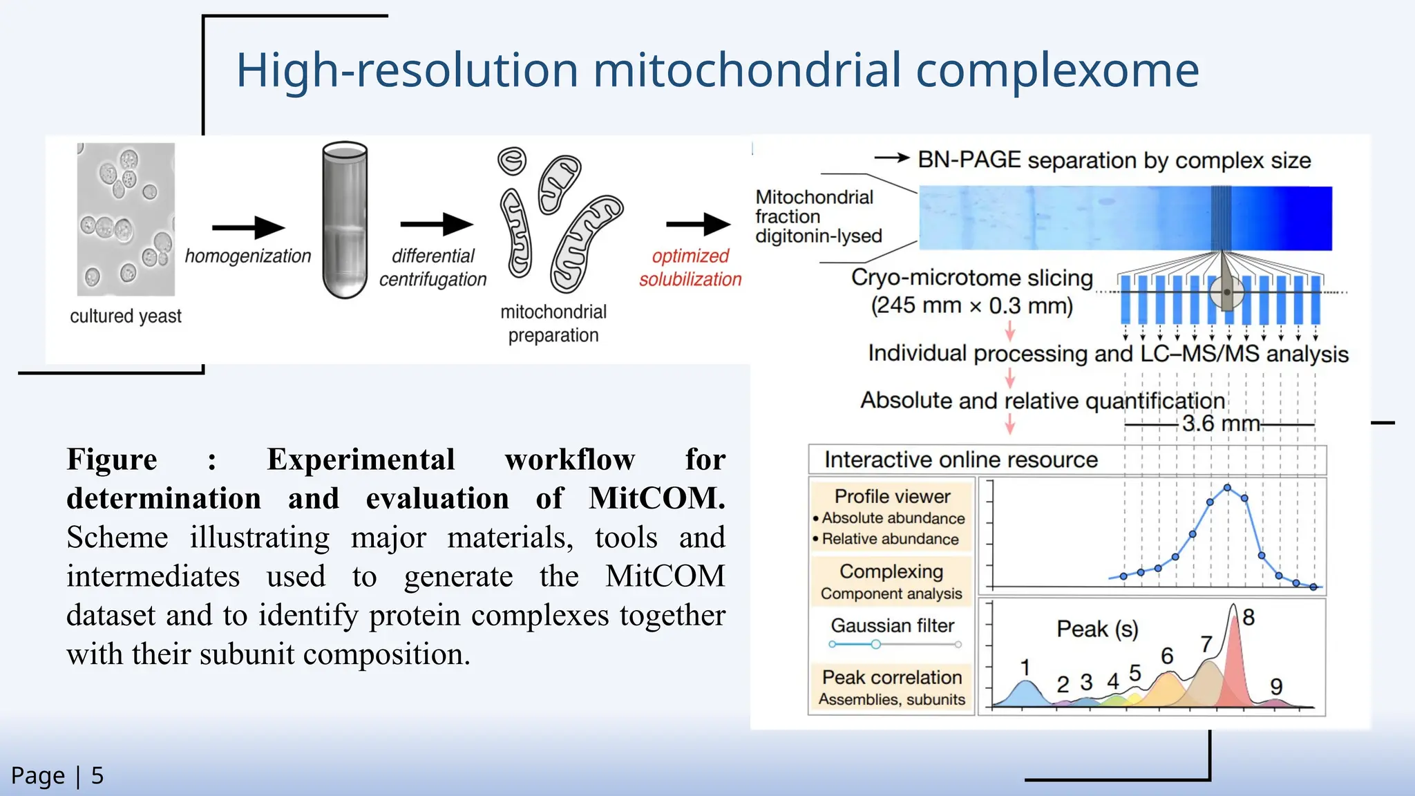 Mitochondrial complexome reveals quality-control pathways of protein ...