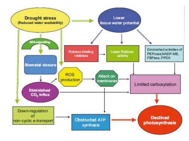 plant drought effects, mechanisms and management | PPTX | Agriculture ...