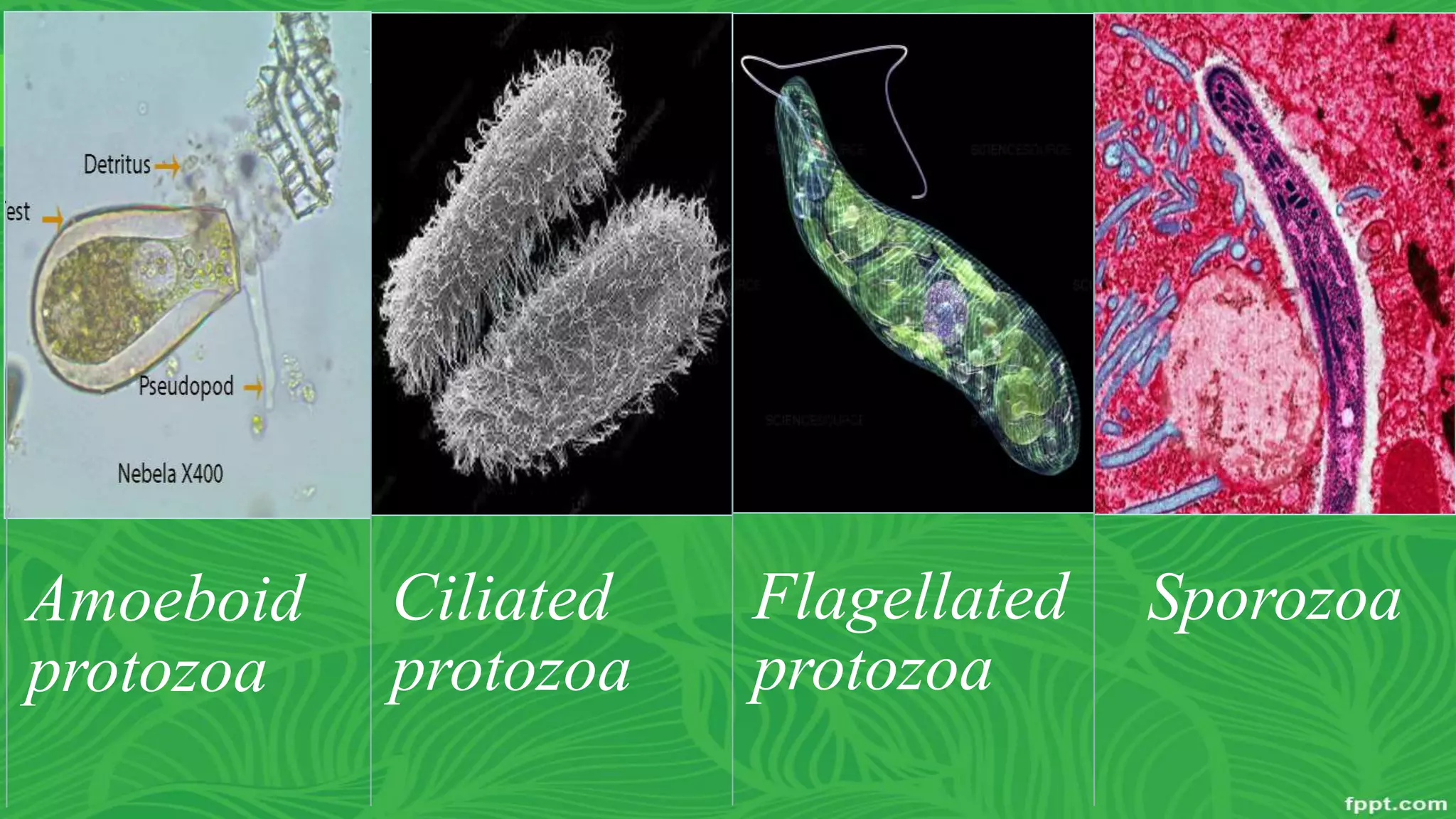 PROTOZOA -TAXONOMY, FEATURES AND CLASSIFICATIONS | PPTX