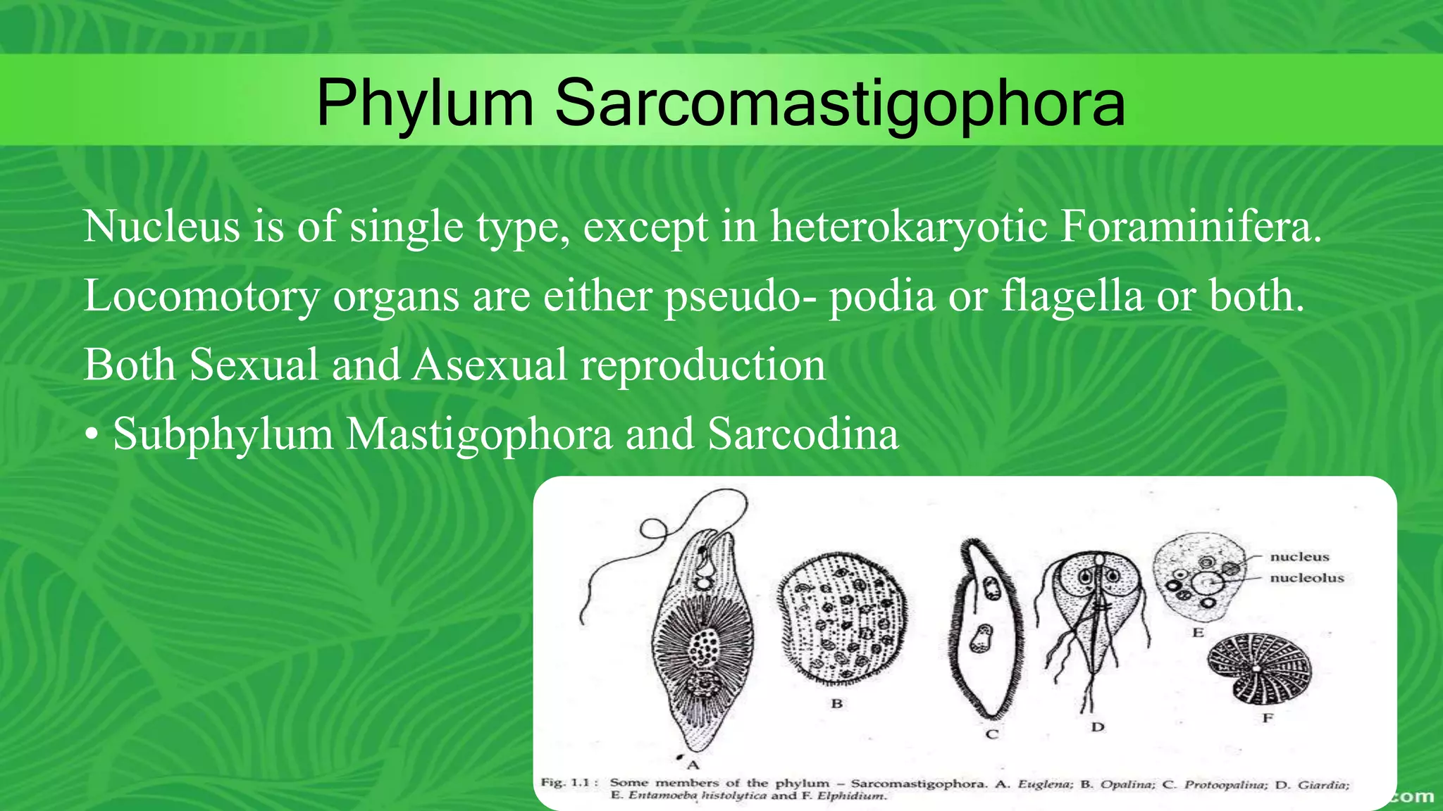 PROTOZOA -TAXONOMY, FEATURES AND CLASSIFICATIONS | PPTX