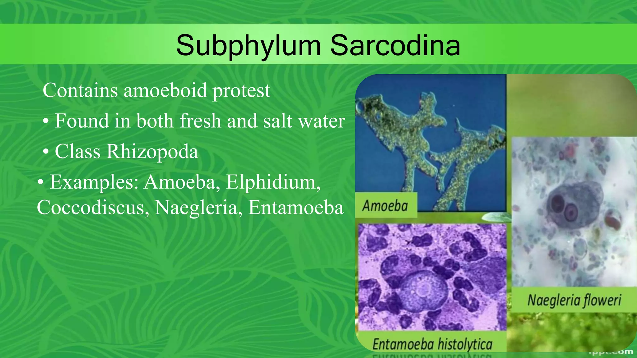 PROTOZOA -TAXONOMY, FEATURES AND CLASSIFICATIONS | PPTX