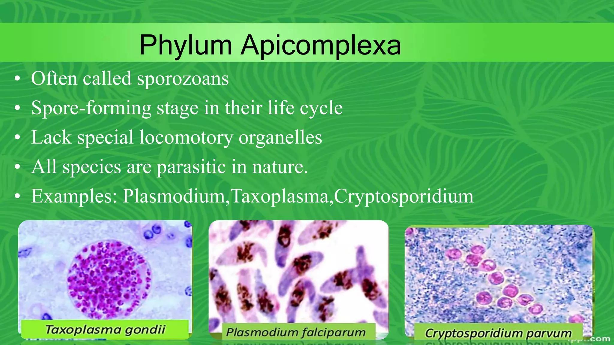 PROTOZOA -TAXONOMY, FEATURES AND CLASSIFICATIONS | PPTX