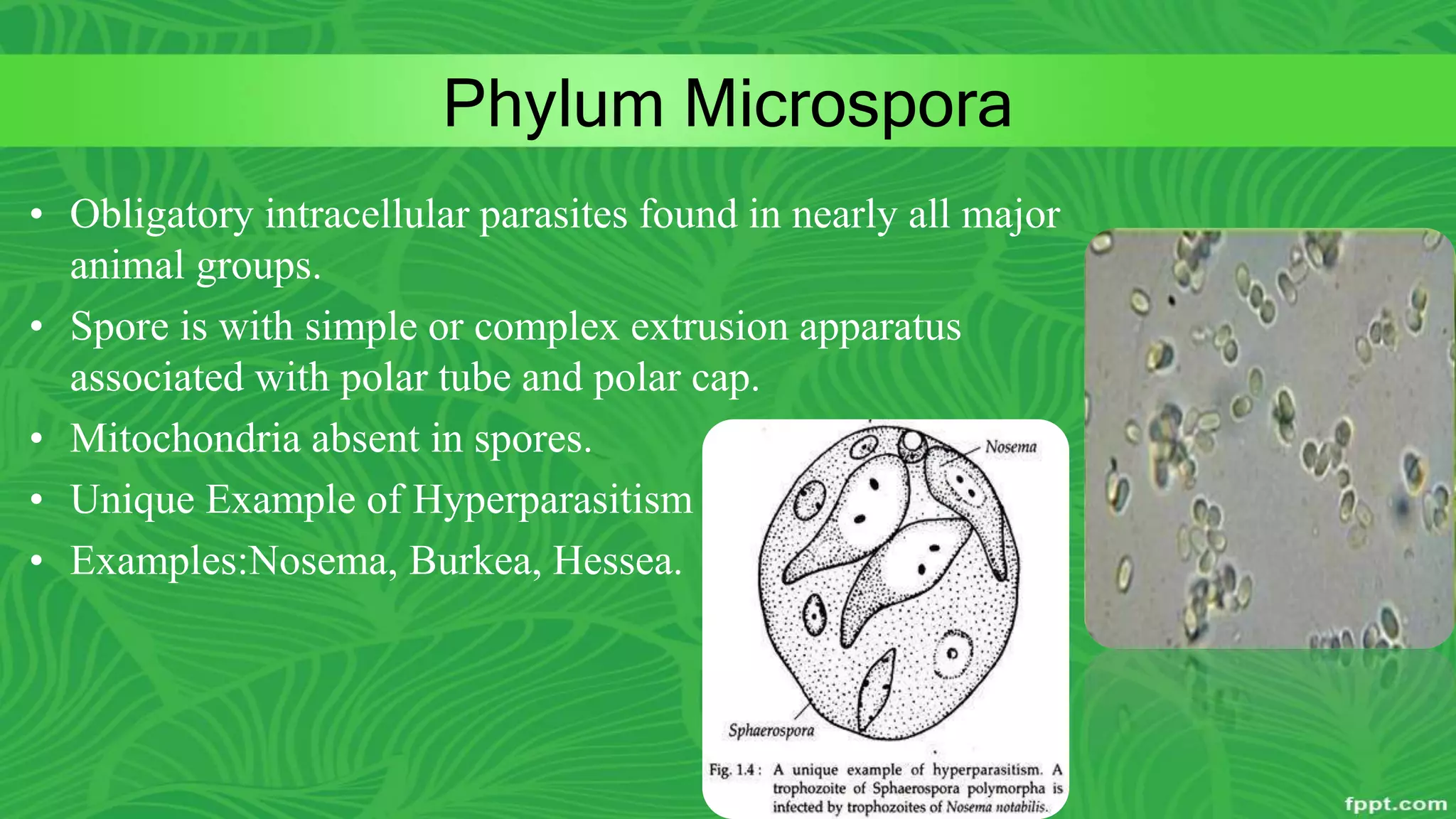 PROTOZOA -TAXONOMY, FEATURES AND CLASSIFICATIONS | PPTX