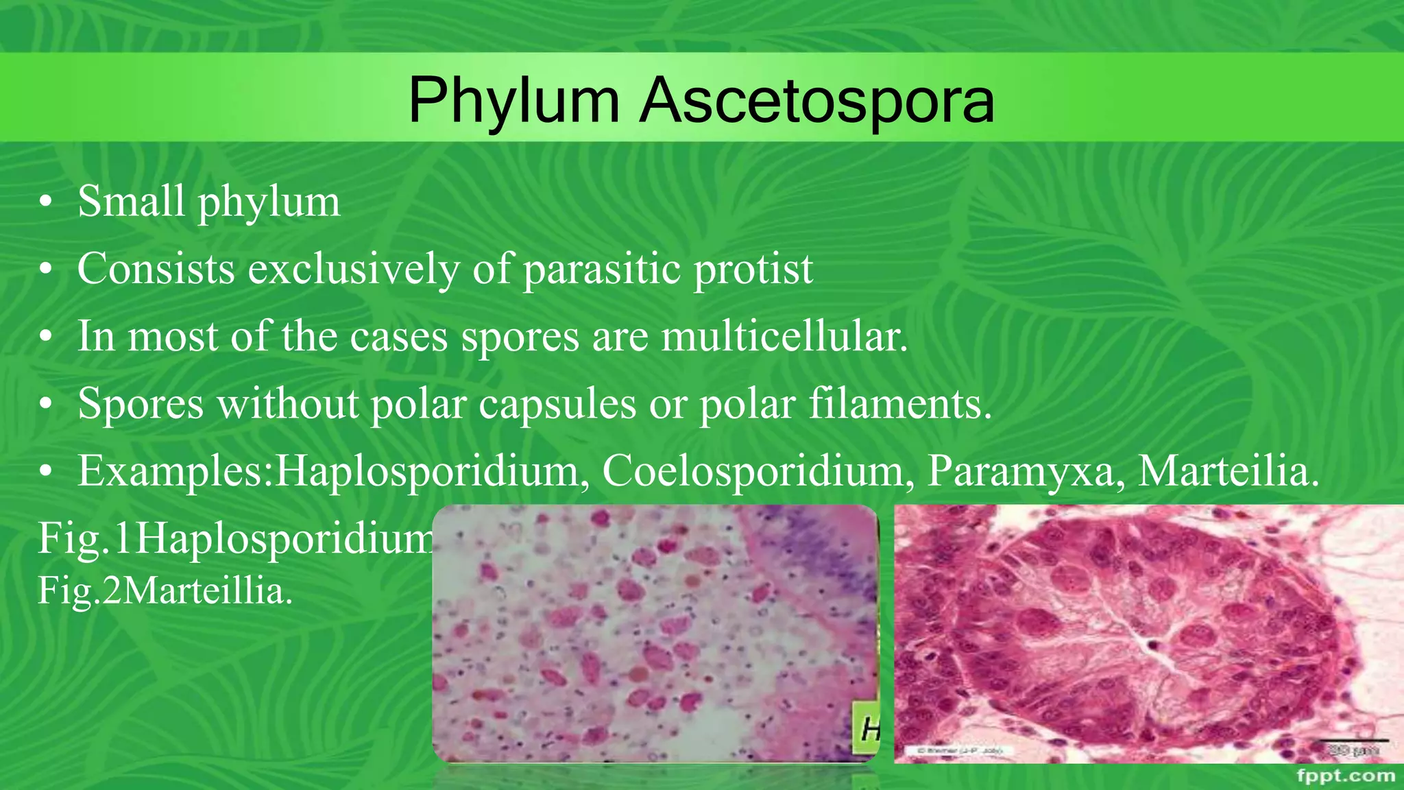 PROTOZOA -TAXONOMY, FEATURES AND CLASSIFICATIONS | PPTX