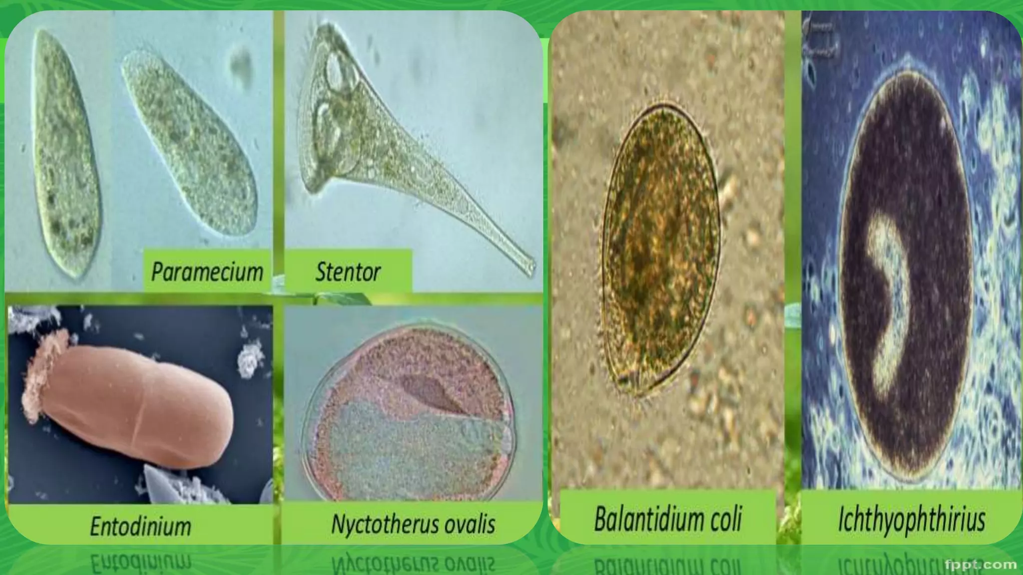 PROTOZOA -TAXONOMY, FEATURES AND CLASSIFICATIONS | PPTX