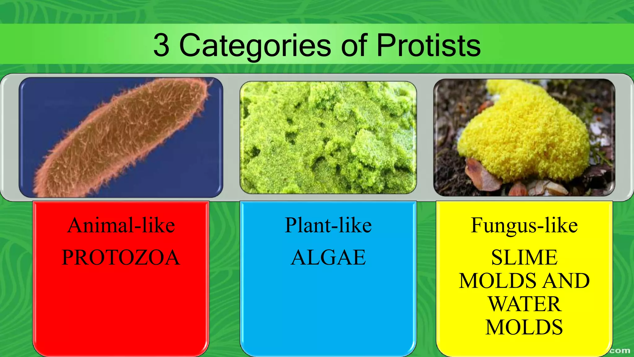 PROTOZOA -TAXONOMY, FEATURES AND CLASSIFICATIONS | PPTX