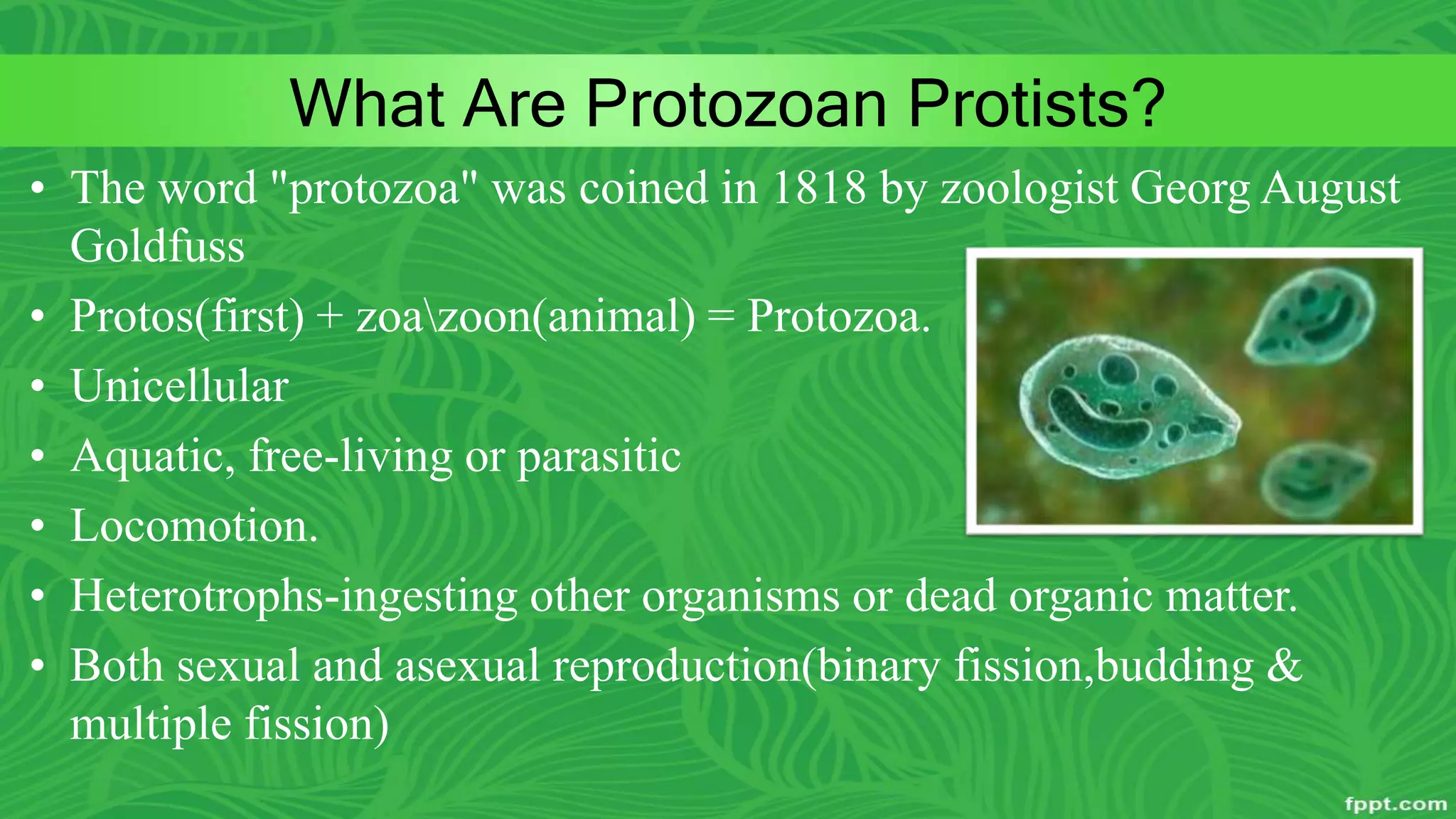 PROTOZOA -TAXONOMY, FEATURES AND CLASSIFICATIONS | PPTX