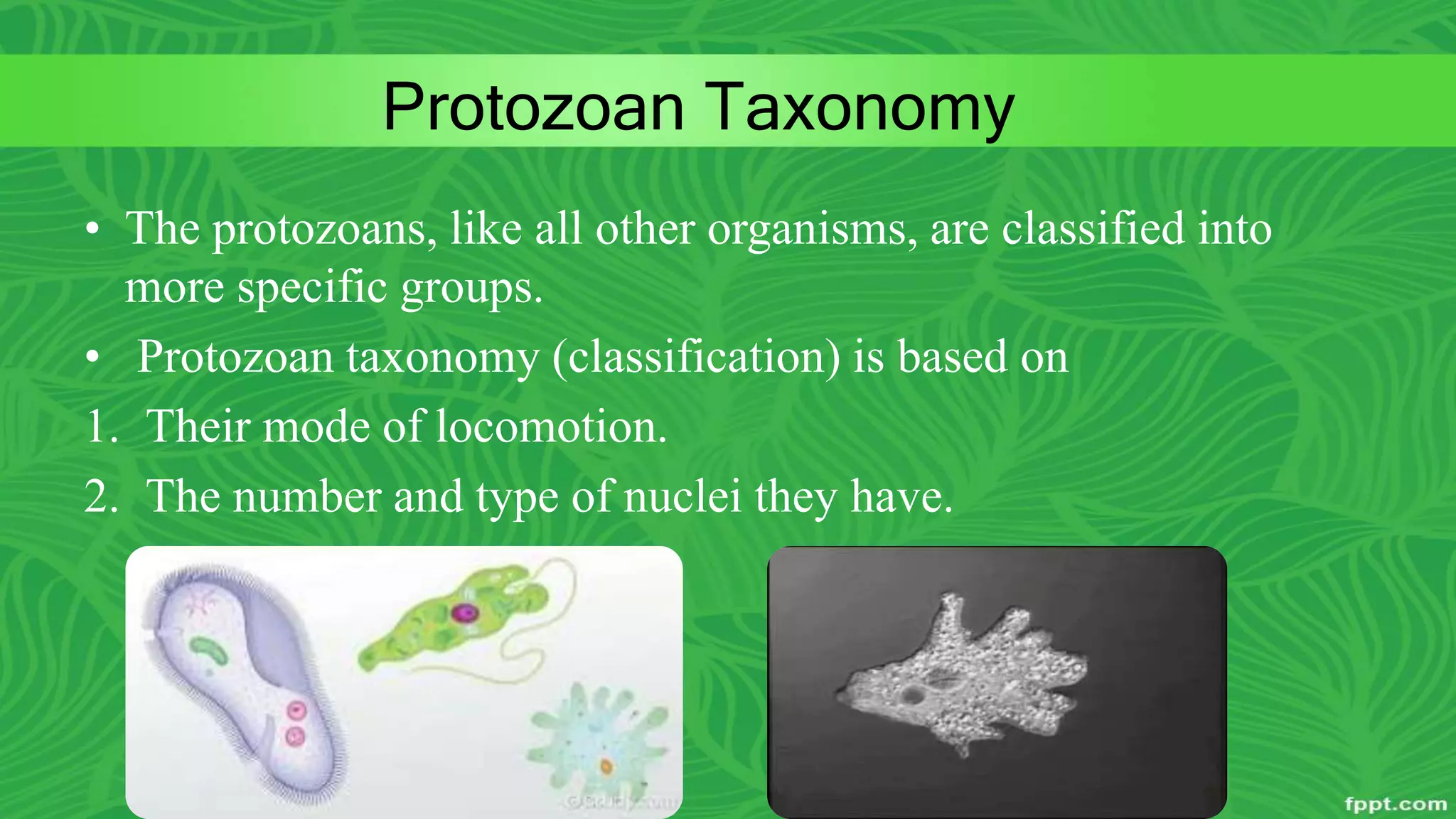 PROTOZOA -TAXONOMY, FEATURES AND CLASSIFICATIONS | PPTX