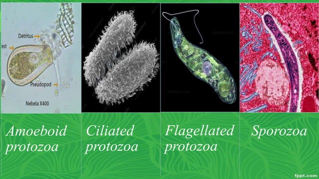 PROTOZOA -TAXONOMY, FEATURES AND CLASSIFICATIONS | PPTX | Biological ...