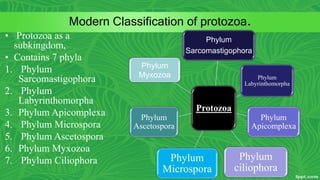 PROTOZOA -TAXONOMY, FEATURES AND CLASSIFICATIONS | PPTX