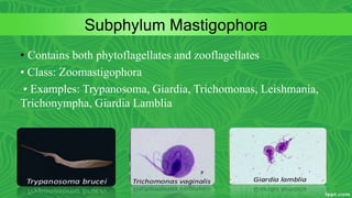 PROTOZOA -TAXONOMY, FEATURES AND CLASSIFICATIONS | PPTX