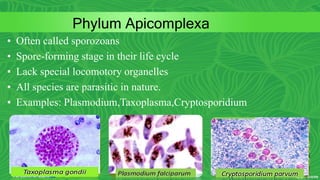 PROTOZOA -TAXONOMY, FEATURES AND CLASSIFICATIONS | PPTX