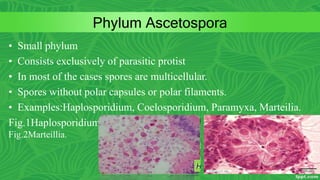 PROTOZOA -TAXONOMY, FEATURES AND CLASSIFICATIONS | PPTX