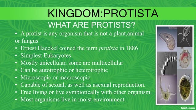 PROTOZOA -TAXONOMY, FEATURES AND CLASSIFICATIONS | PPTX | Biological ...