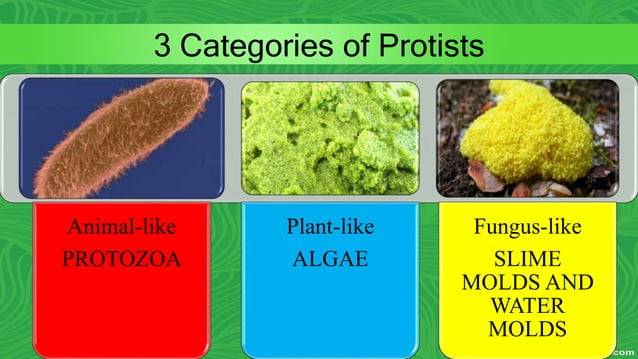 PROTOZOA -TAXONOMY, FEATURES AND CLASSIFICATIONS | PPTX | Biological ...