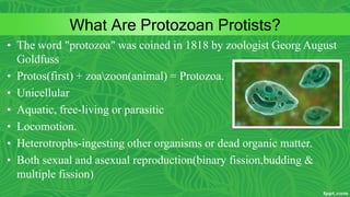 PROTOZOA -TAXONOMY, FEATURES AND CLASSIFICATIONS | PPTX | Biological ...