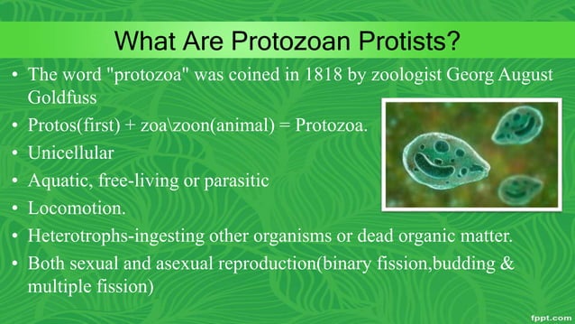 PROTOZOA -TAXONOMY, FEATURES AND CLASSIFICATIONS | PPTX | Biological ...