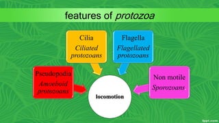 PROTOZOA -TAXONOMY, FEATURES AND CLASSIFICATIONS | PPTX