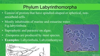 Phylum Labyrinthomorpha