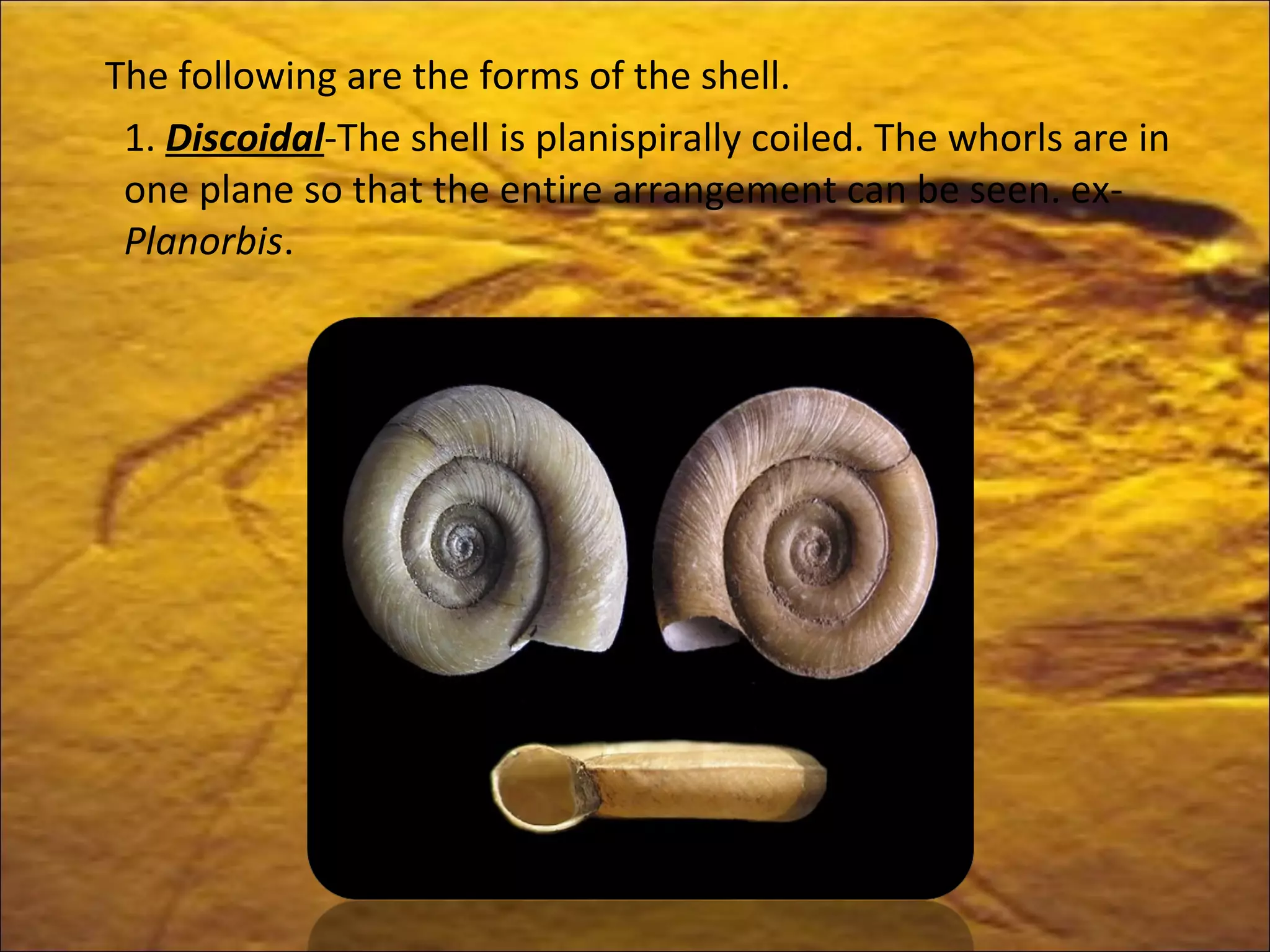 MORPHOLOGY AND EVOLUTION TREND OF GASTROPOD | PPT