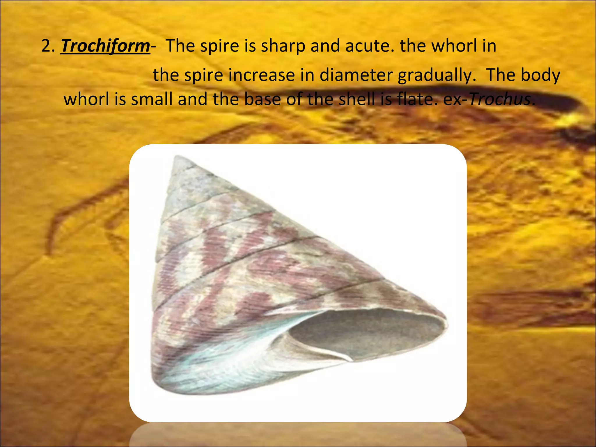MORPHOLOGY AND EVOLUTION TREND OF GASTROPOD | PPT