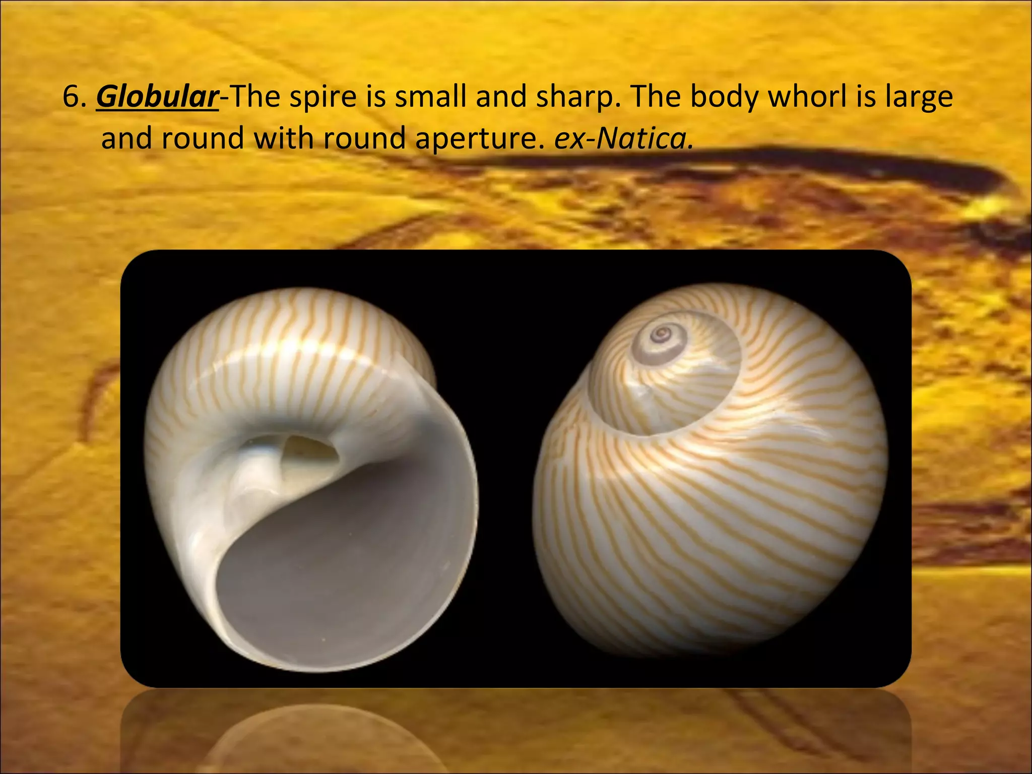 MORPHOLOGY AND EVOLUTION TREND OF GASTROPOD | PPT