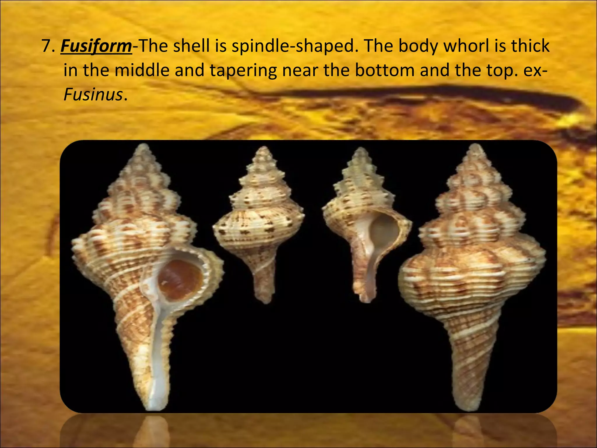 MORPHOLOGY AND EVOLUTION TREND OF GASTROPOD | PPT