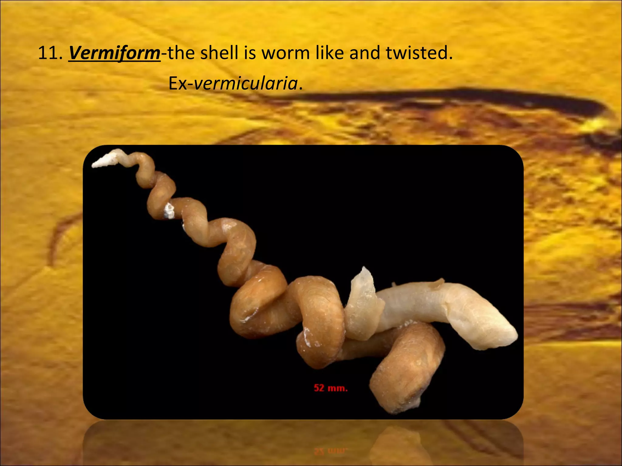 MORPHOLOGY AND EVOLUTION TREND OF GASTROPOD | PPT