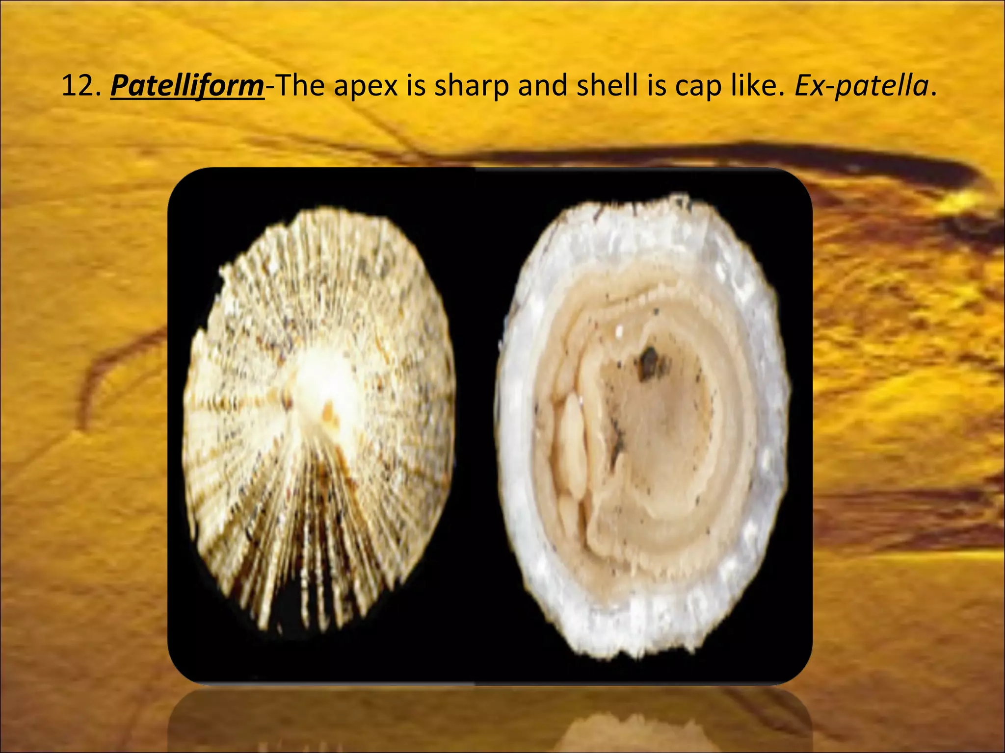 MORPHOLOGY AND EVOLUTION TREND OF GASTROPOD | PPT