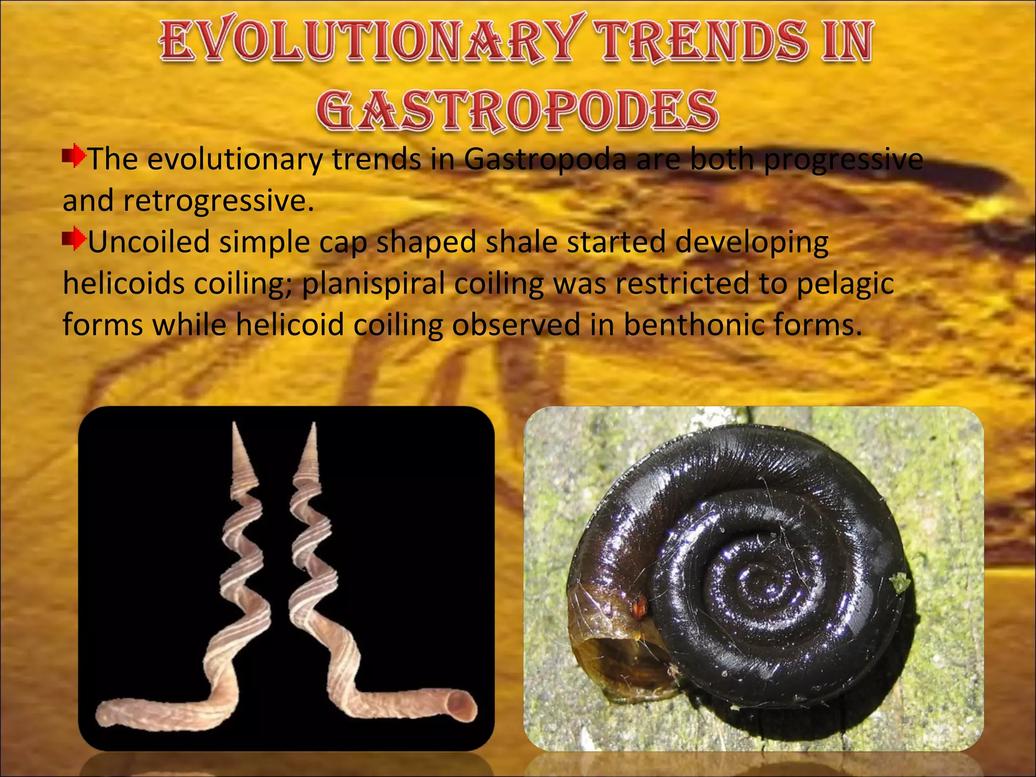 MORPHOLOGY AND EVOLUTION TREND OF GASTROPOD | PPT