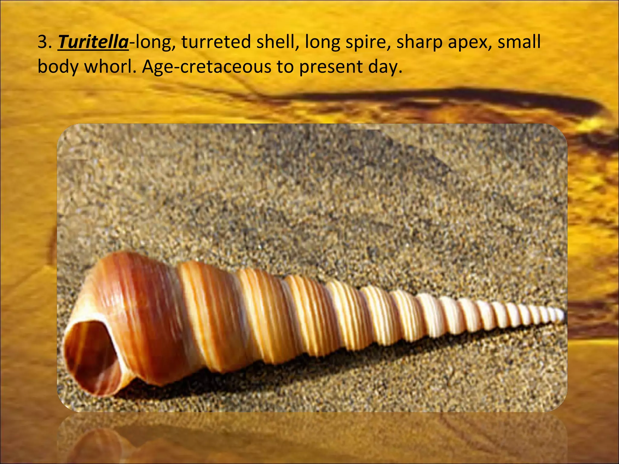 MORPHOLOGY AND EVOLUTION TREND OF GASTROPOD | PPT