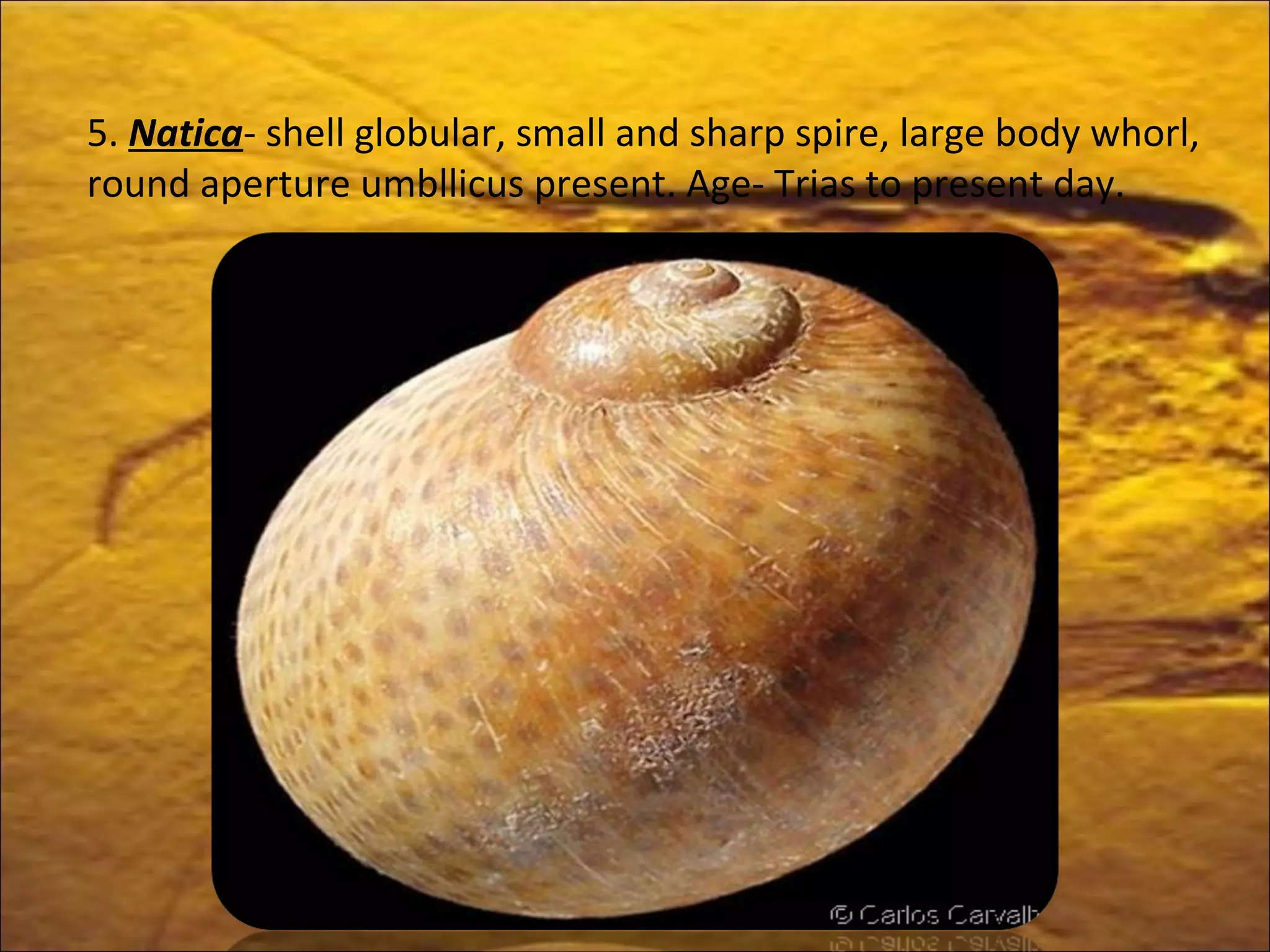 MORPHOLOGY AND EVOLUTION TREND OF GASTROPOD | PPT