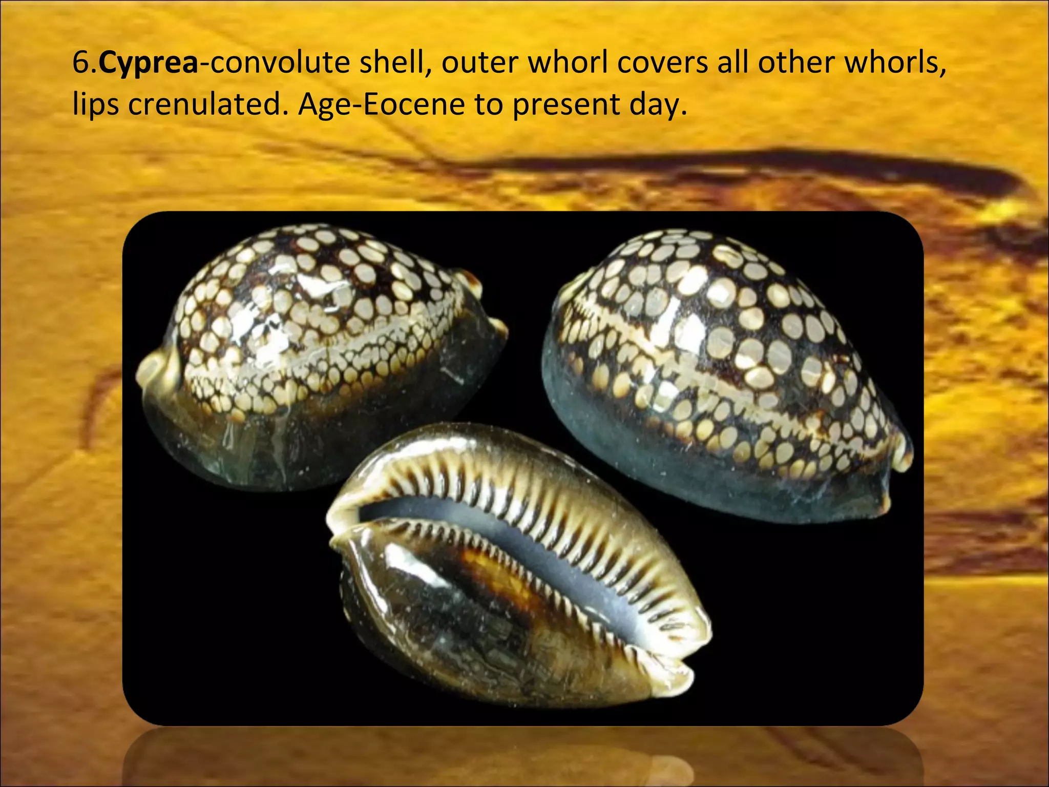 MORPHOLOGY AND EVOLUTION TREND OF GASTROPOD | PPT