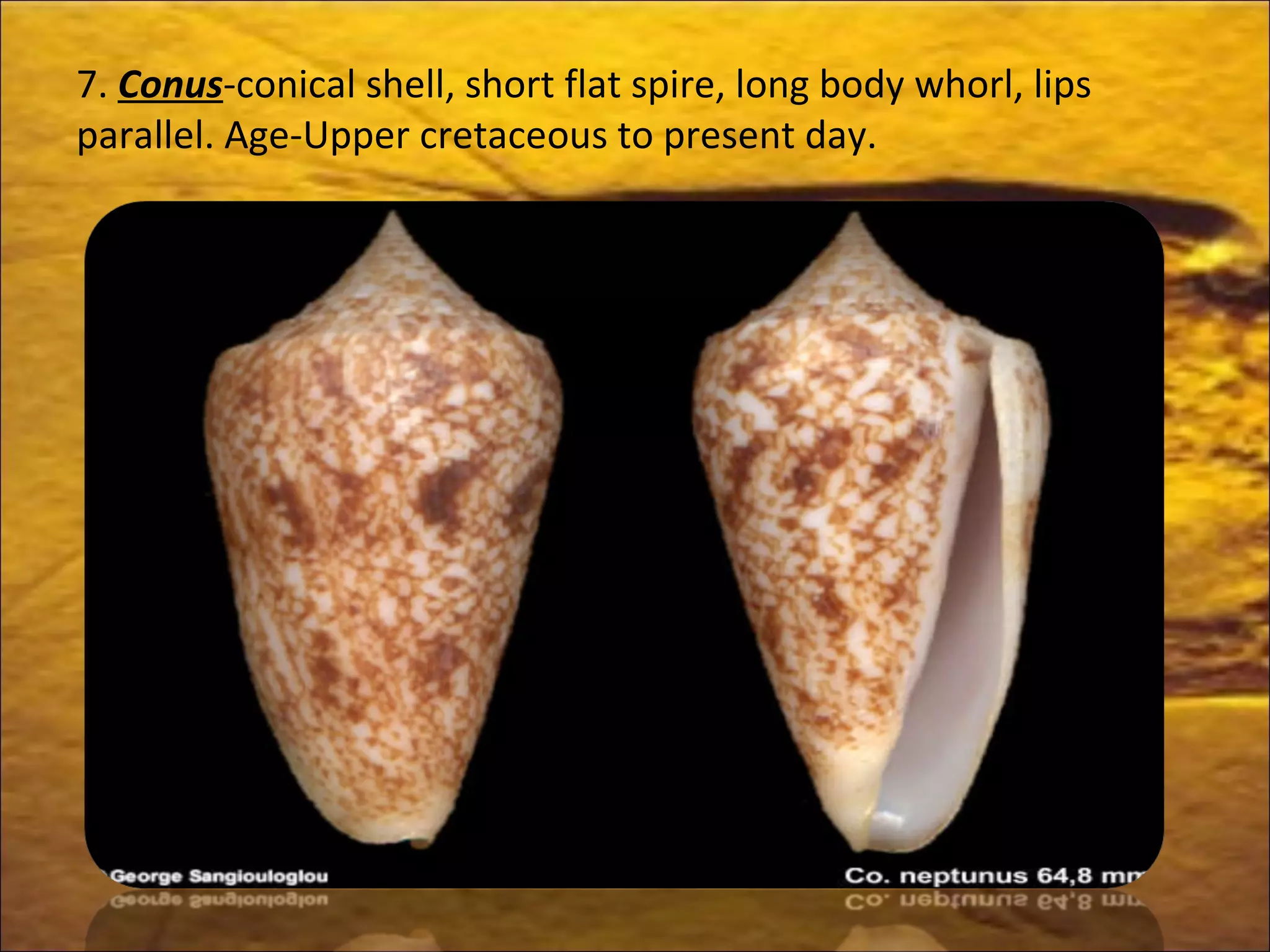 MORPHOLOGY AND EVOLUTION TREND OF GASTROPOD | PPT
